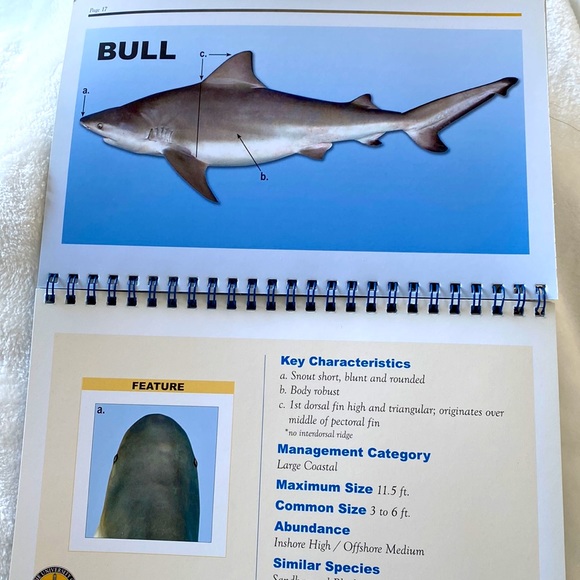 Other | Identification Guide To Sharks Of Mississippi By Dr Eric ...